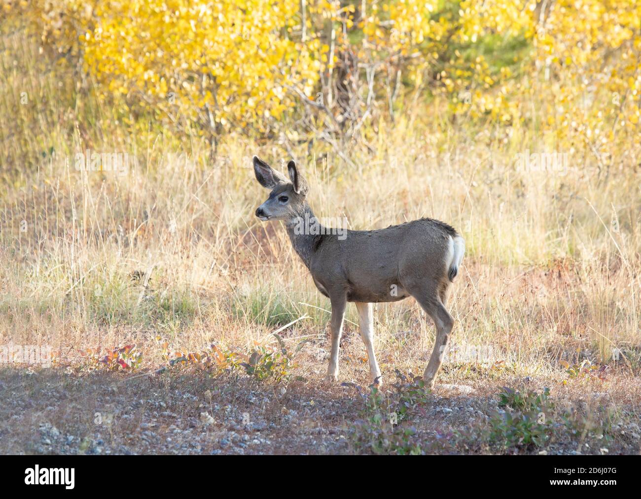 Mule Deer Doe Stock Photo - Alamy