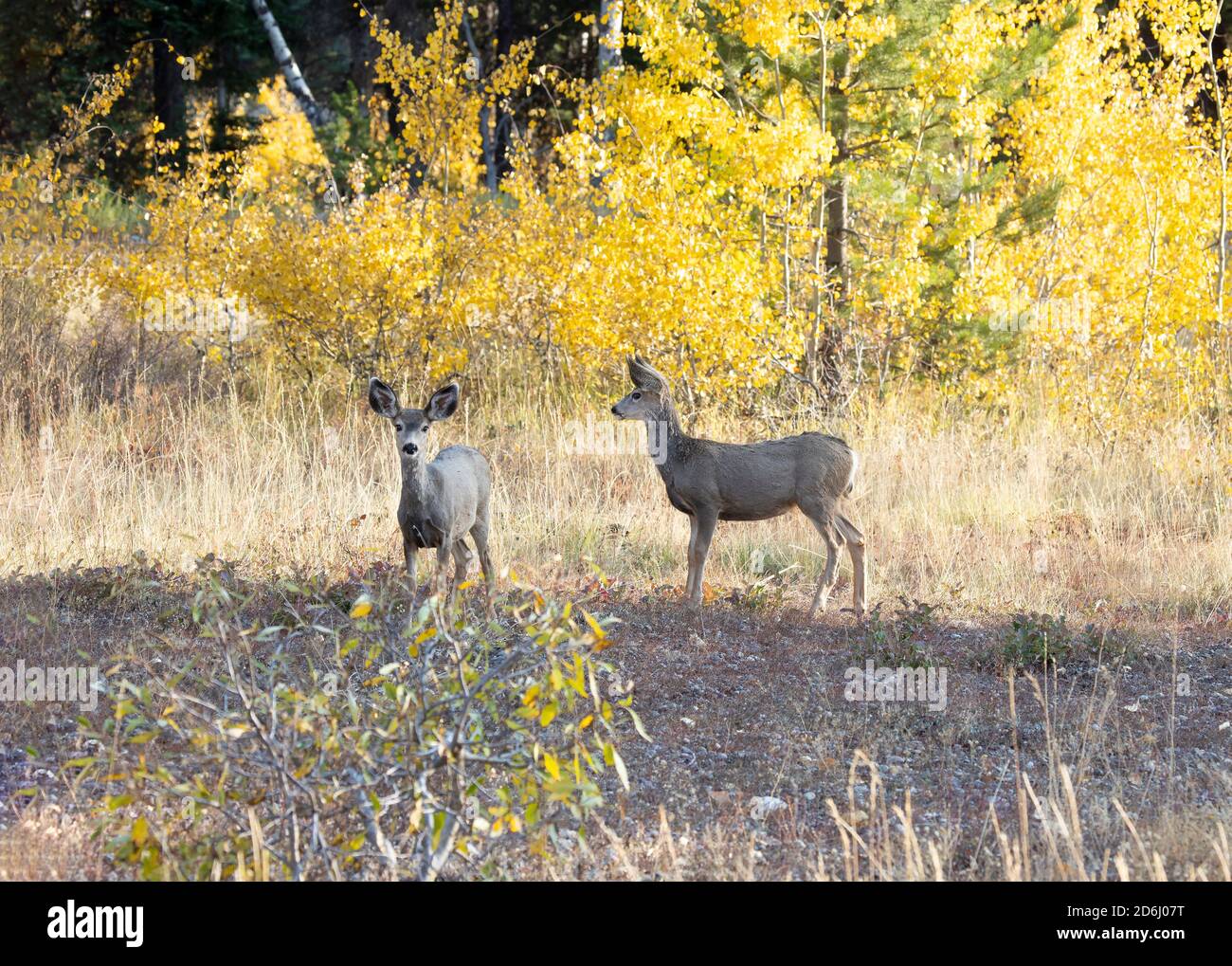 Mule deer doe hi-res stock photography and images - Alamy