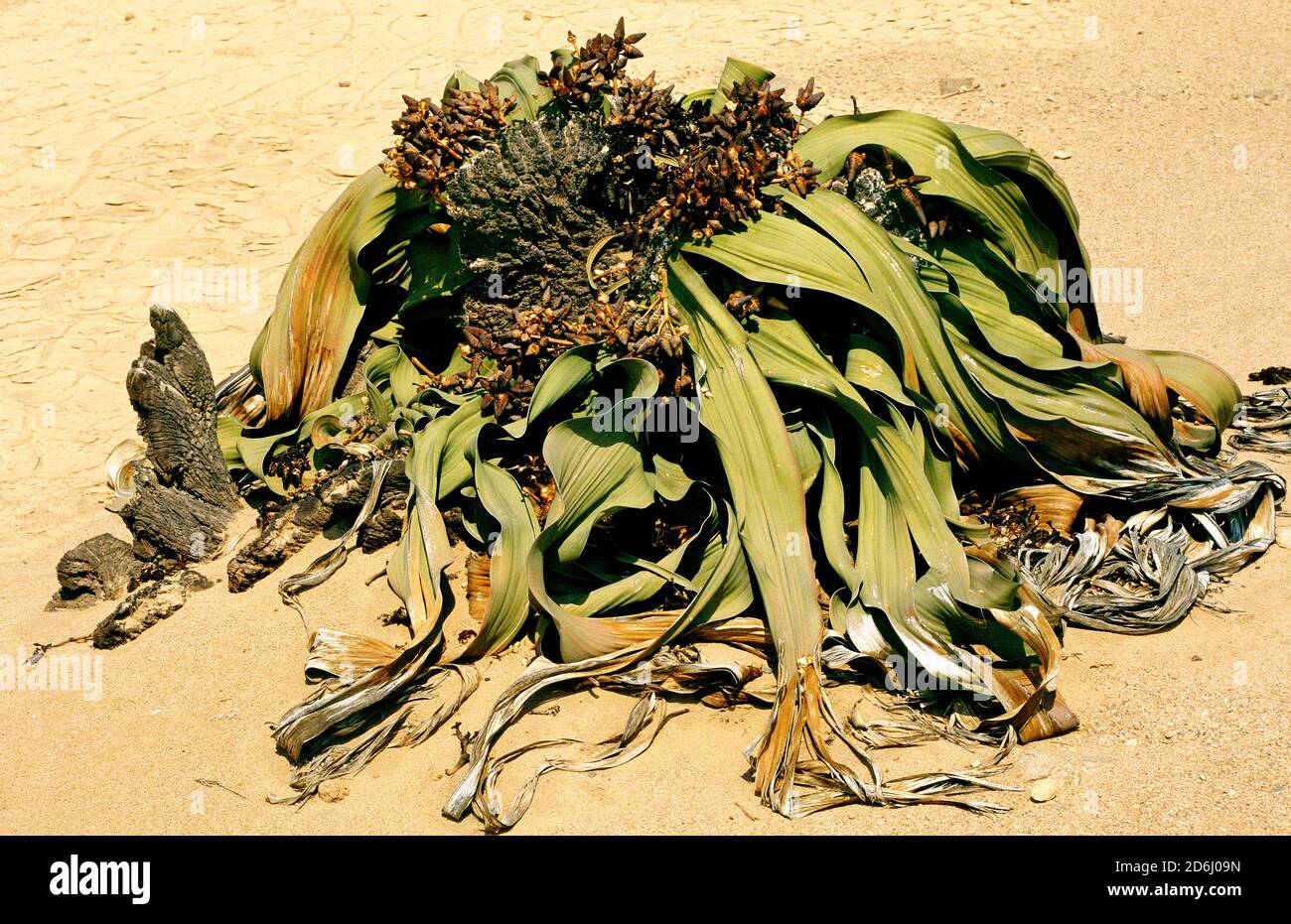Welwitschia mirabilis tree hi-res stock photography and images - Alamy
