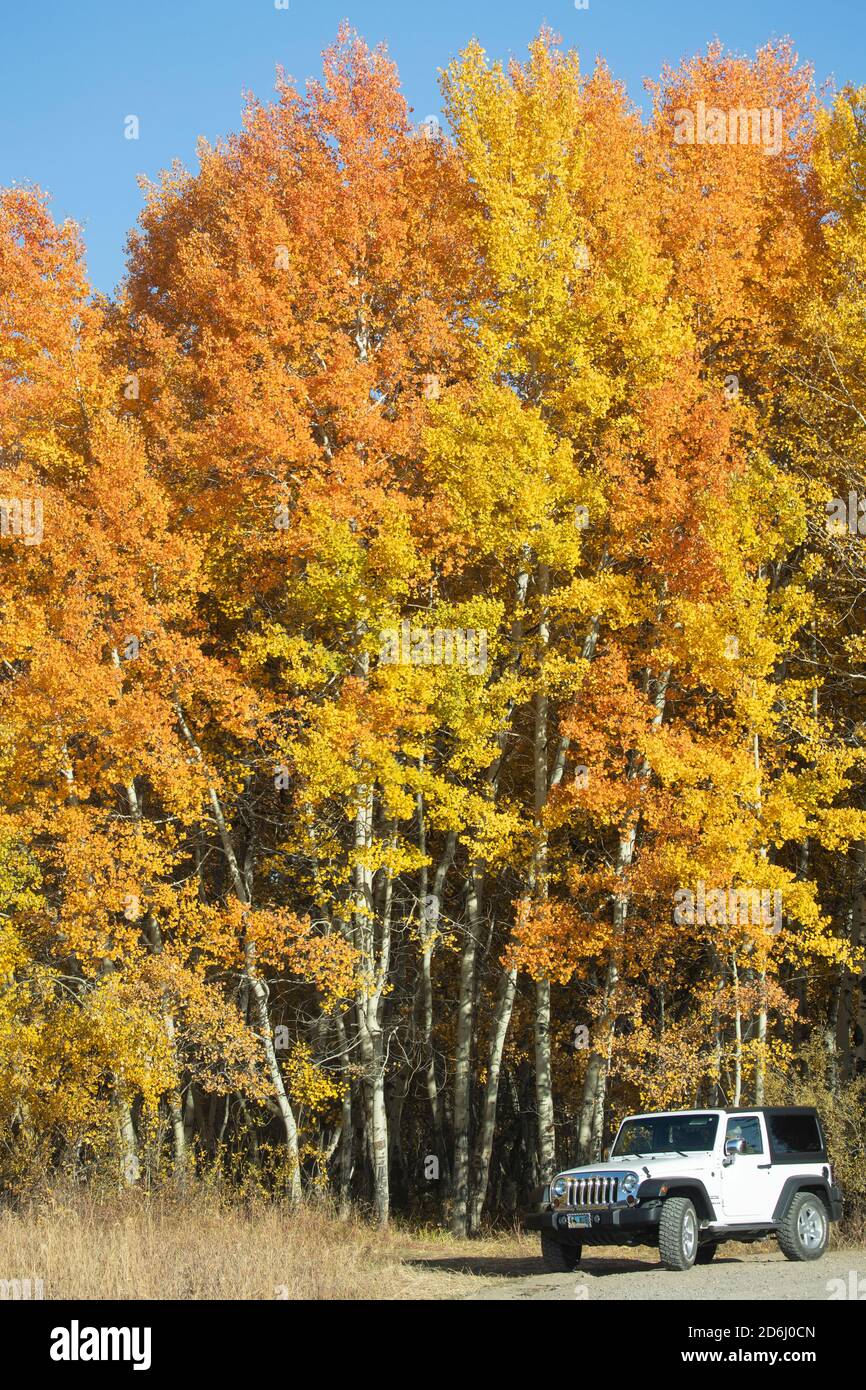 Aspen trees in falll color hi-res stock photography and images - Alamy