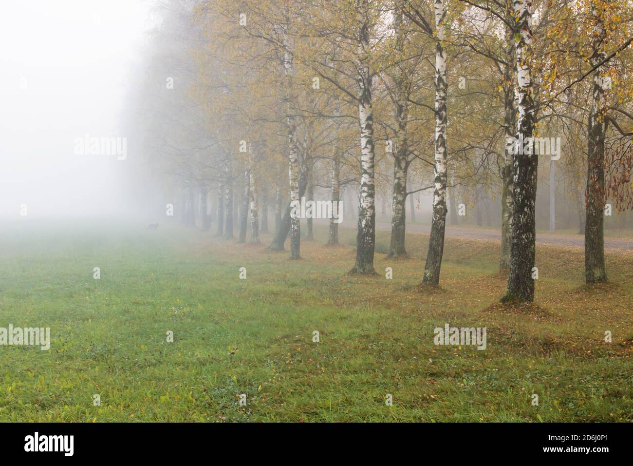 Glade and yellow autumn trees in fog Stock Photo - Alamy