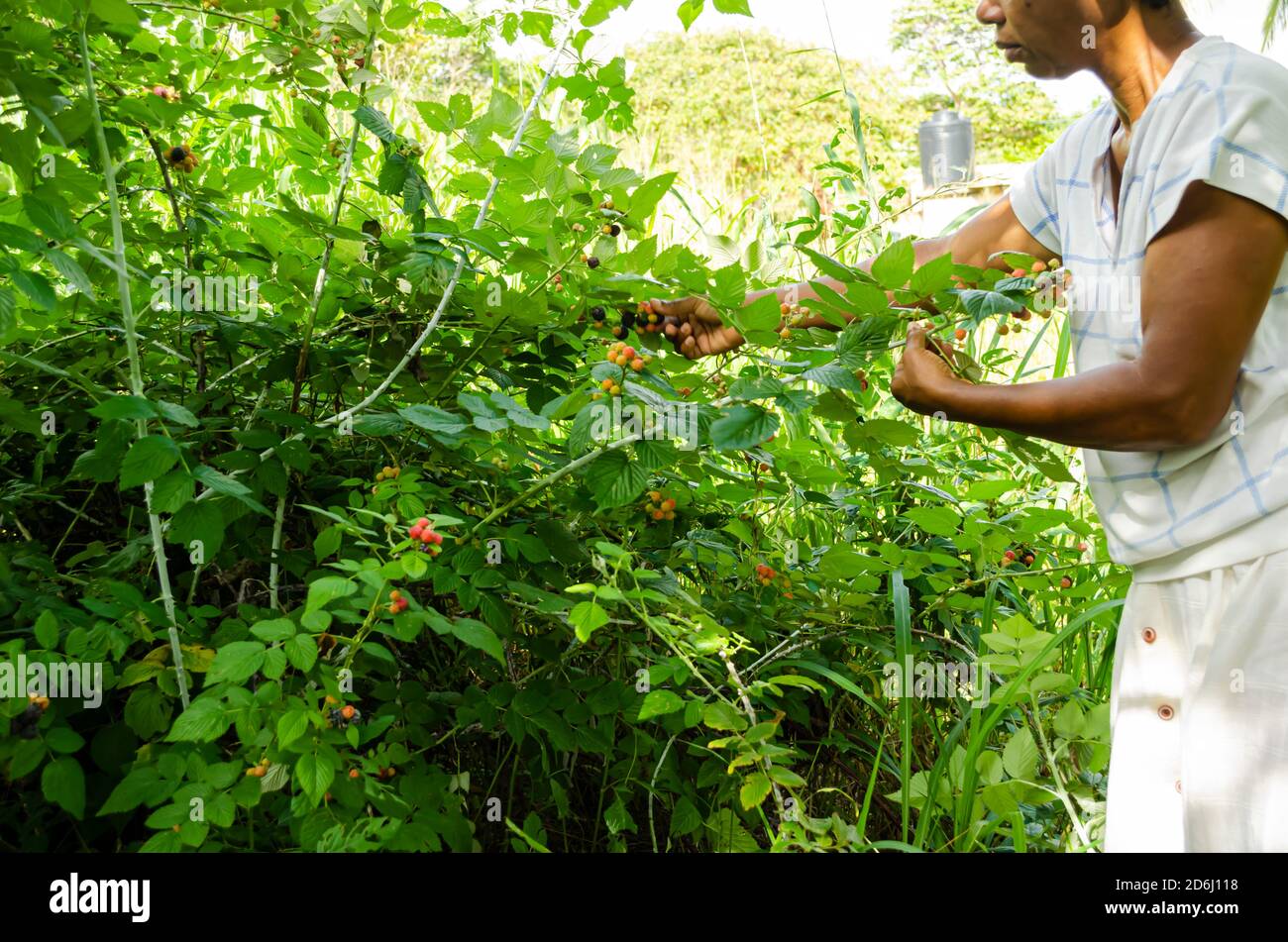 Harvesting Black Raspberries Stock Photo - Alamy