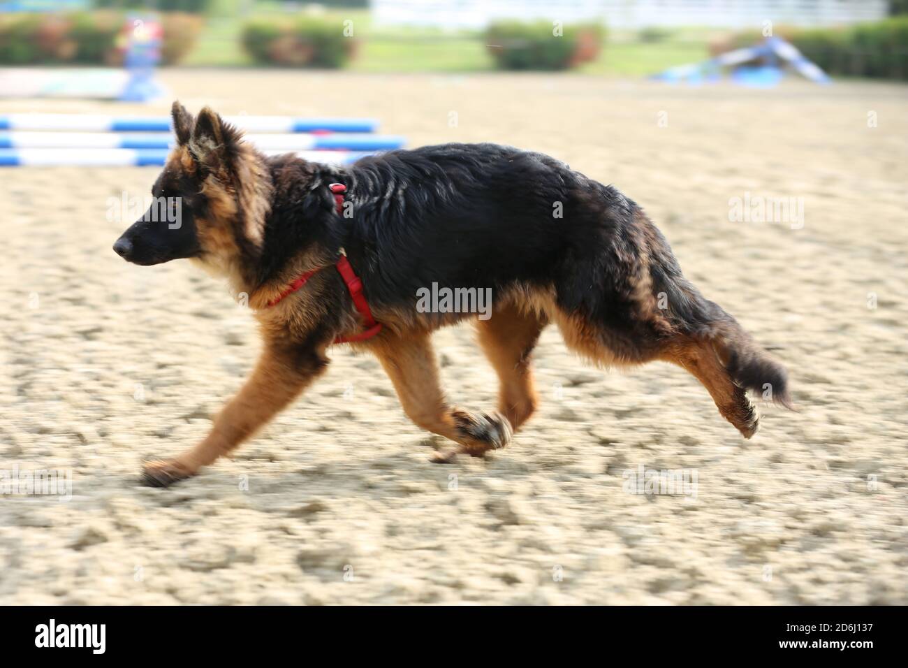 German Shepherd X Old English Sheepdog