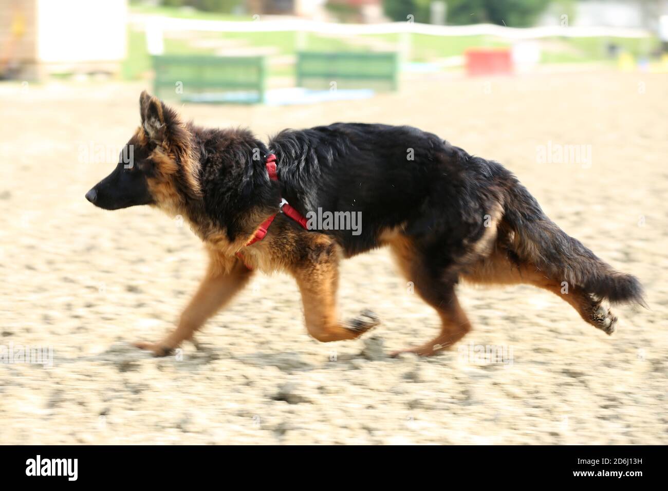 German shepherd sheepdog Stock Photo - Alamy