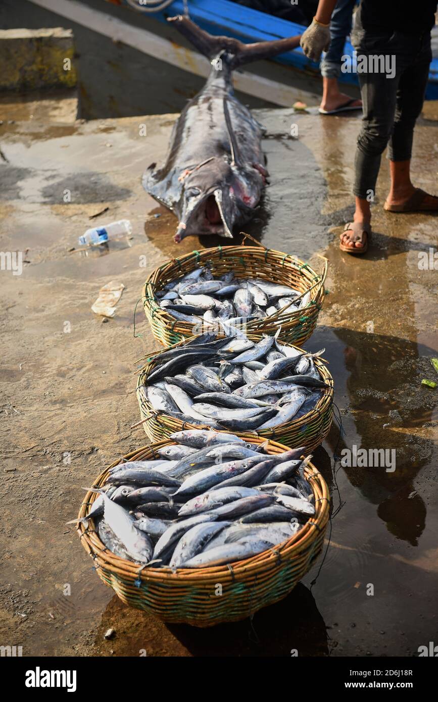 Fresh tuna in the traditional market Stock Photo - Alamy