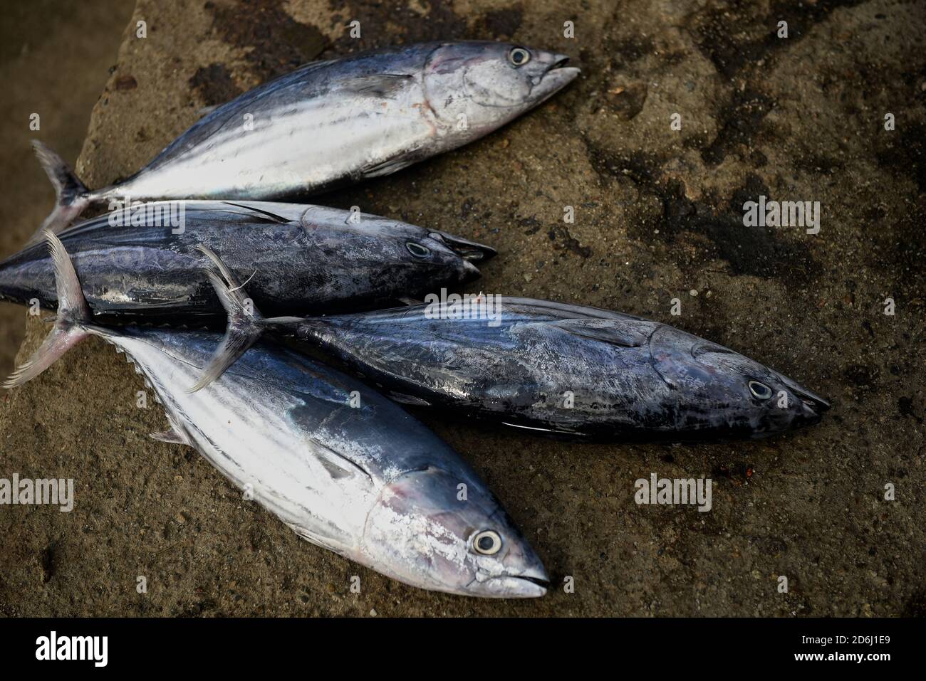 Fresh tuna in the traditional market Stock Photo - Alamy