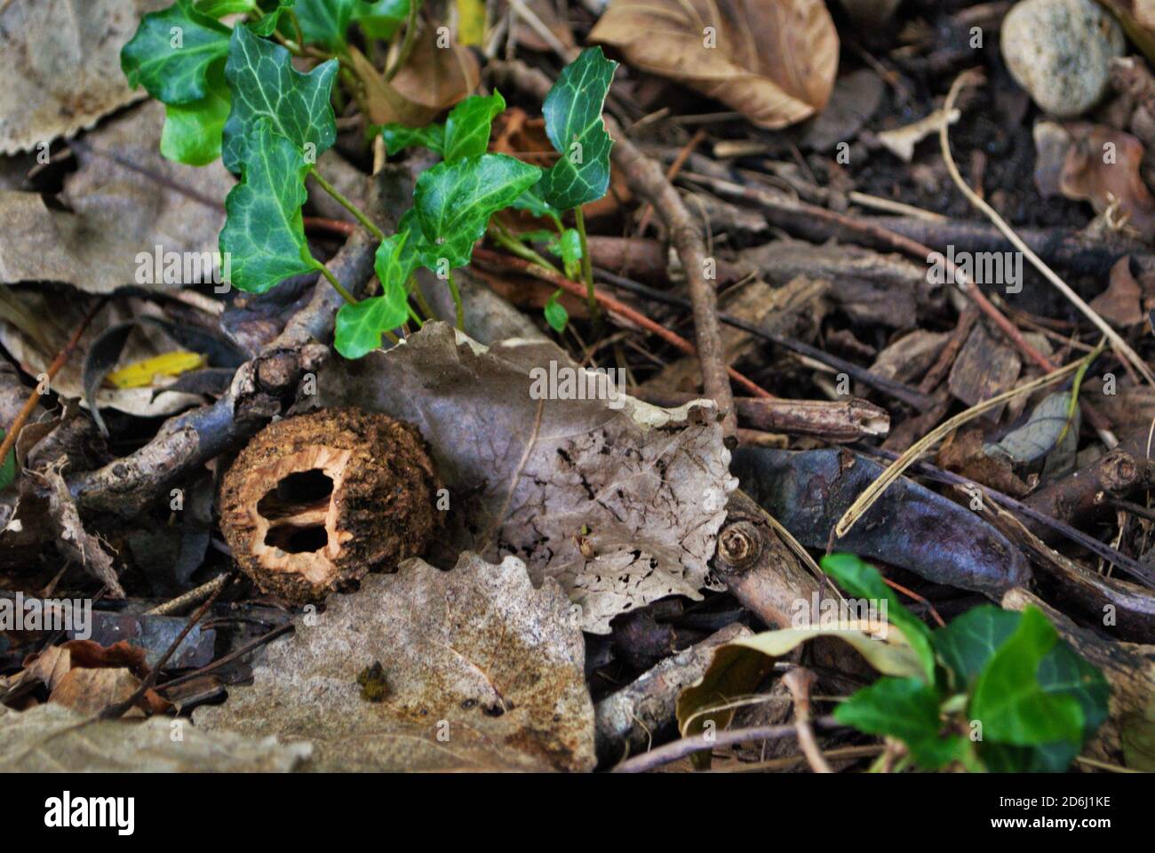 Walnut tree with nuts on ground hi-res stock photography and images - Alamy