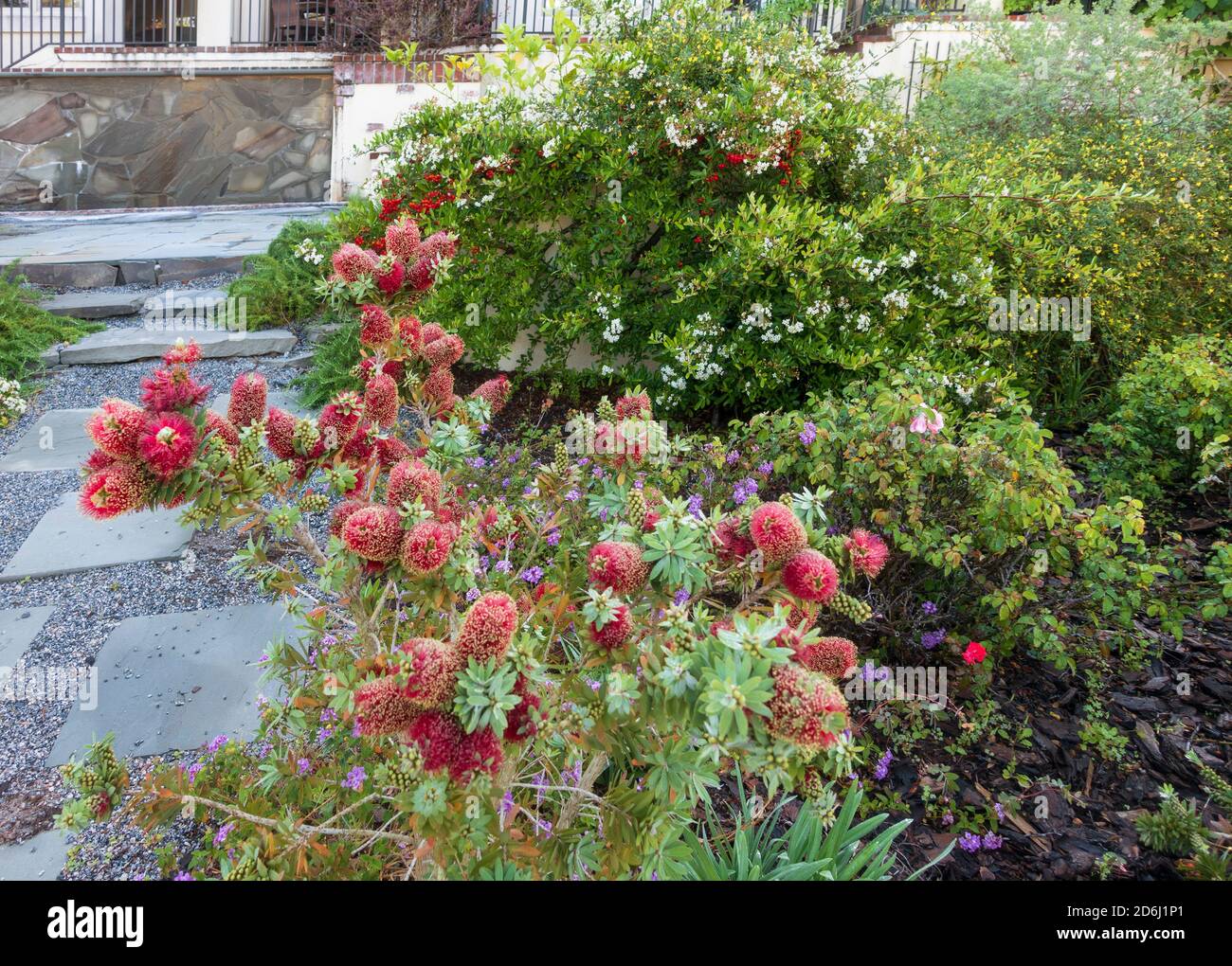 Pyracantha koid victory hi-res stock photography and images - Alamy