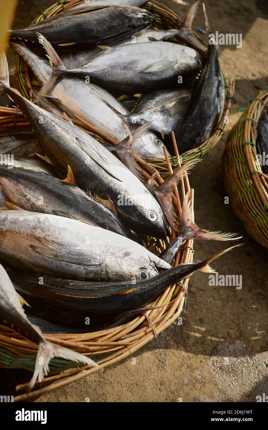 Fresh tuna in the traditional market Stock Photo - Alamy