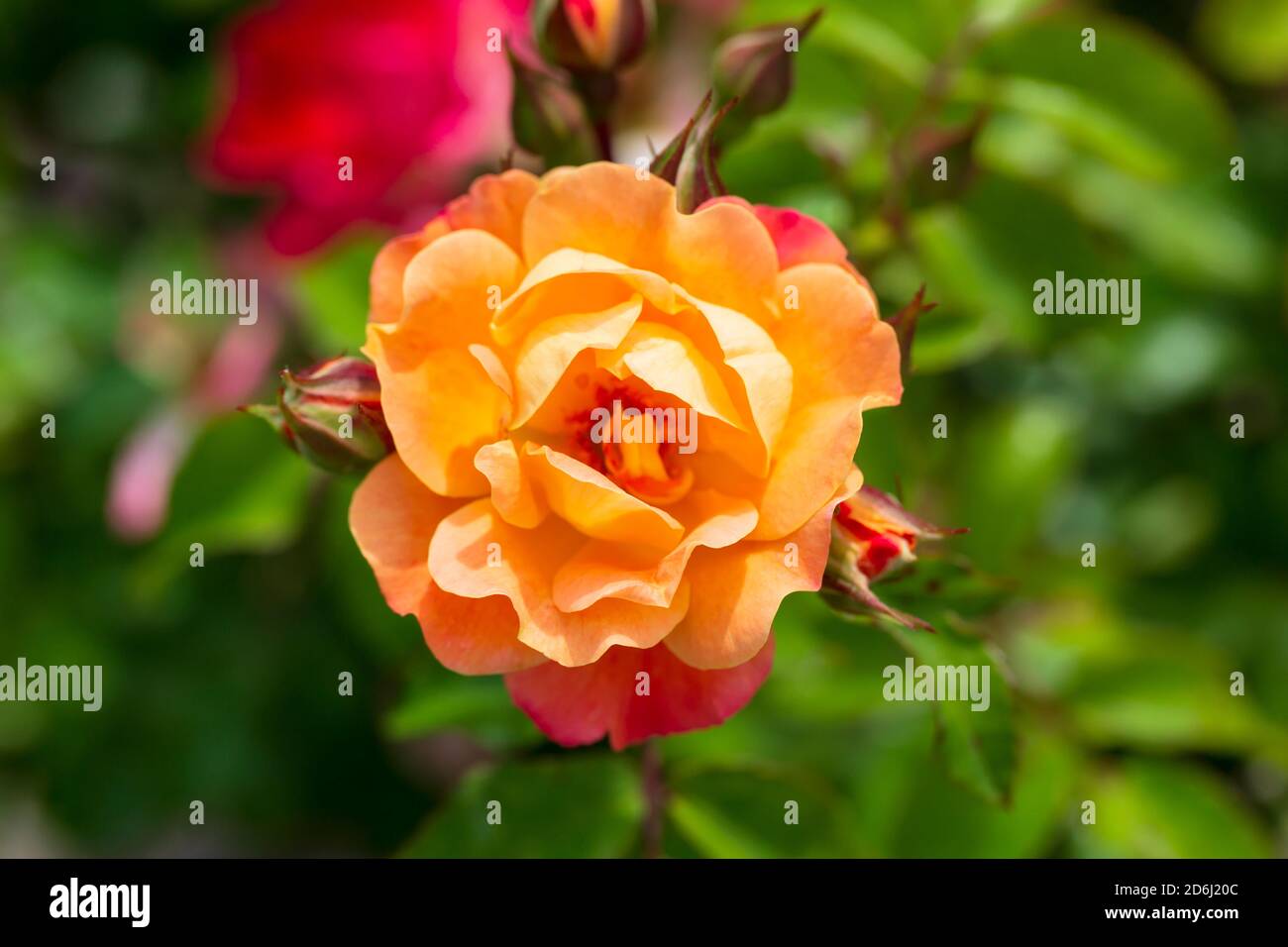 Coral pink rose flower hi-res stock photography and images - Alamy