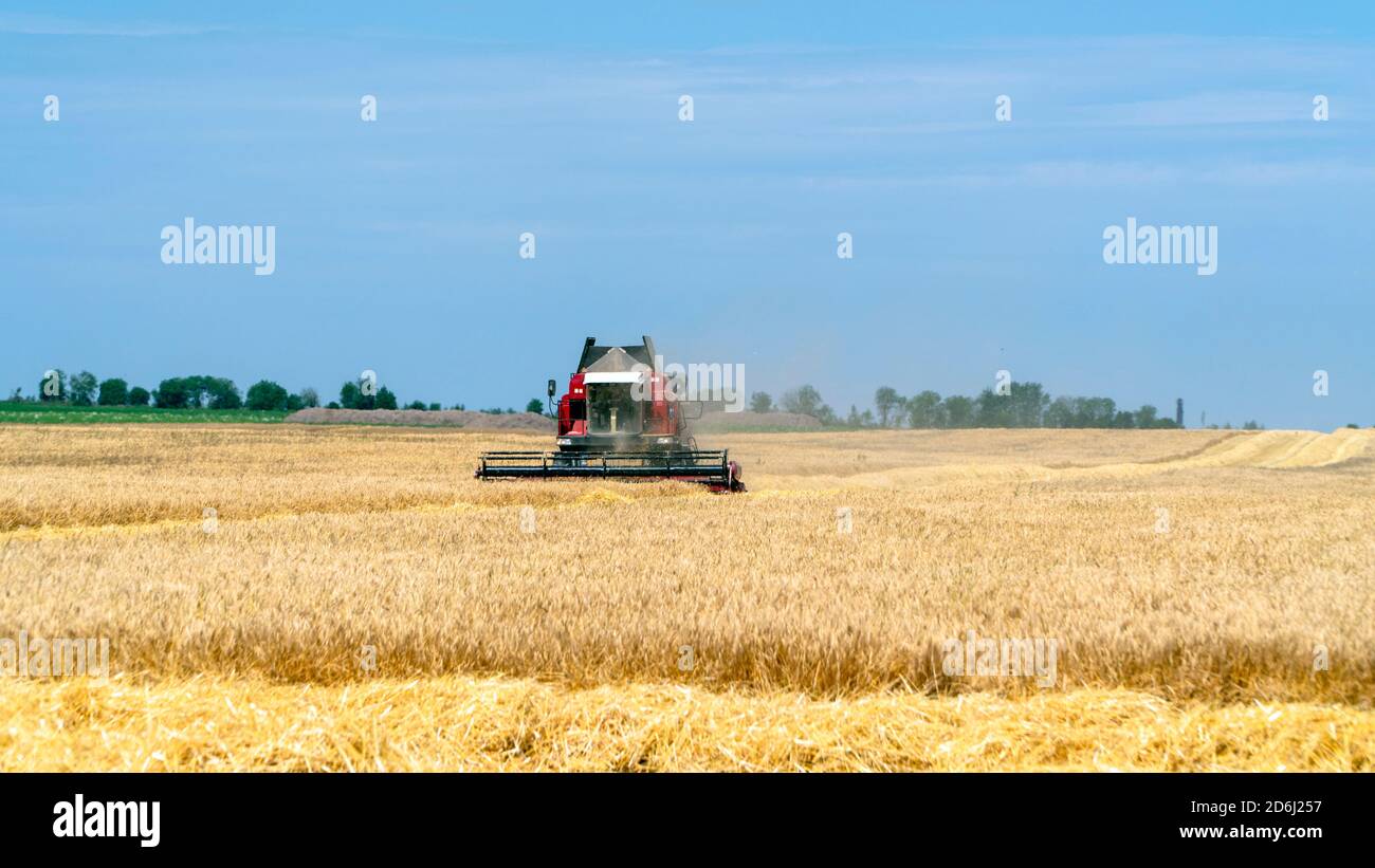 combine harvester on a wheat field Stock Photo - Alamy