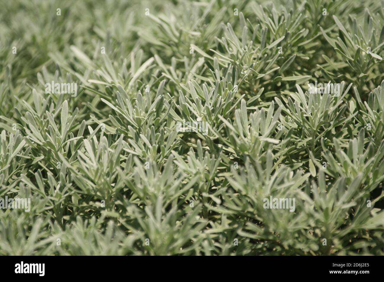 Closeup shot of growing plants in the greenery - perfect for background ...