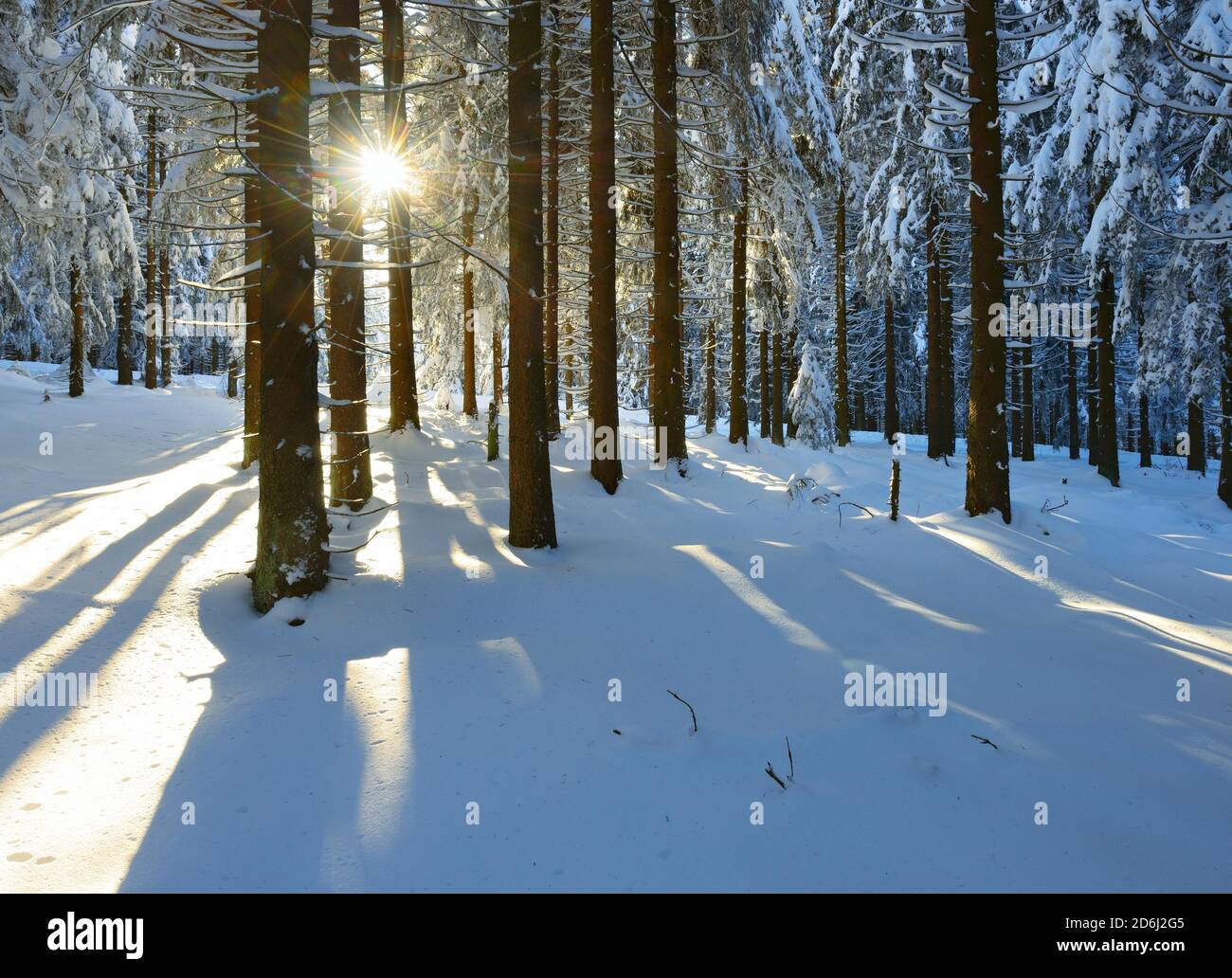 The sun shines through deep snowy spruce forest in winter, Harz ...