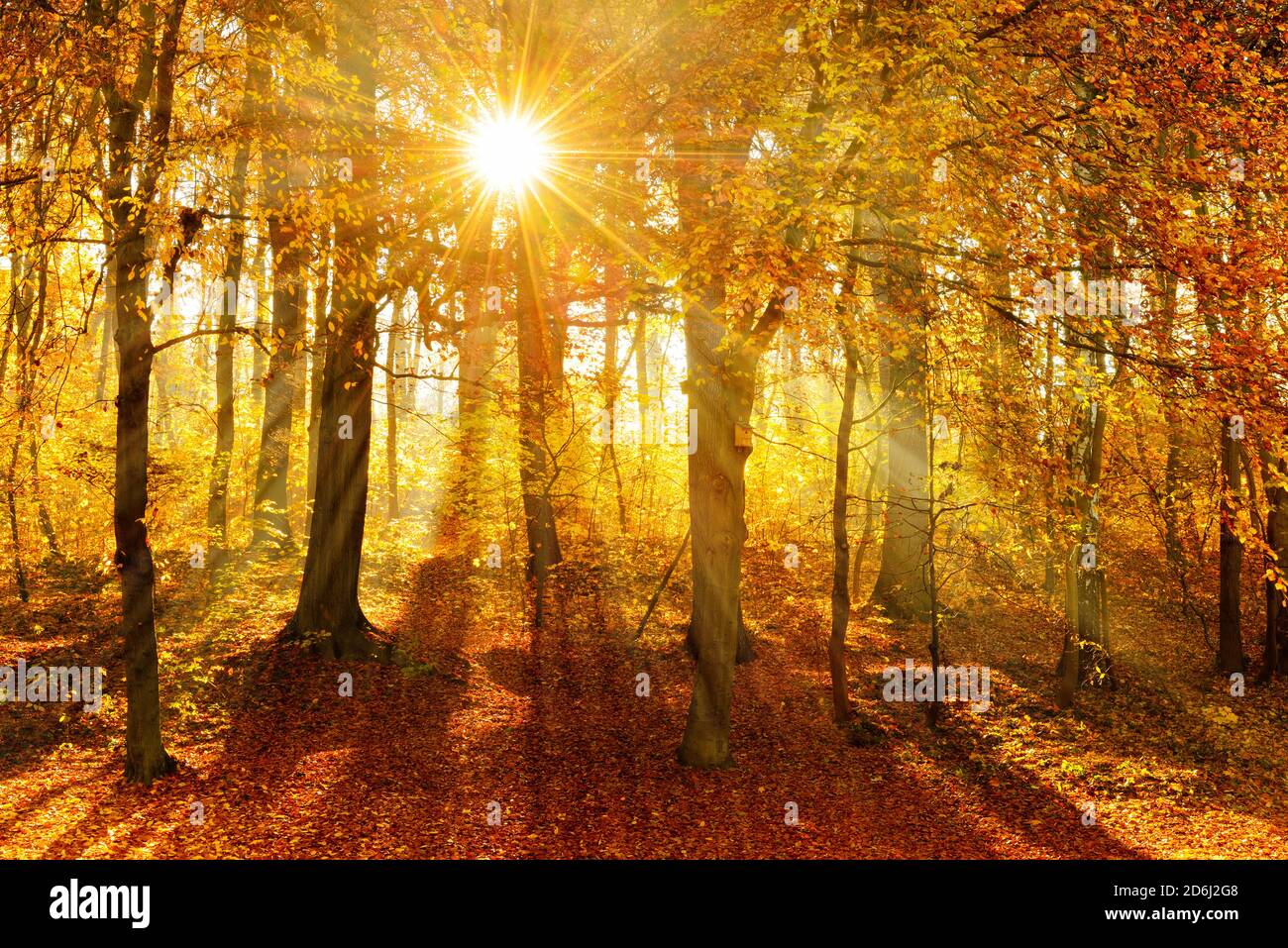 Natural deciduous forest of oaks and beeches in autumn, sun shines ...