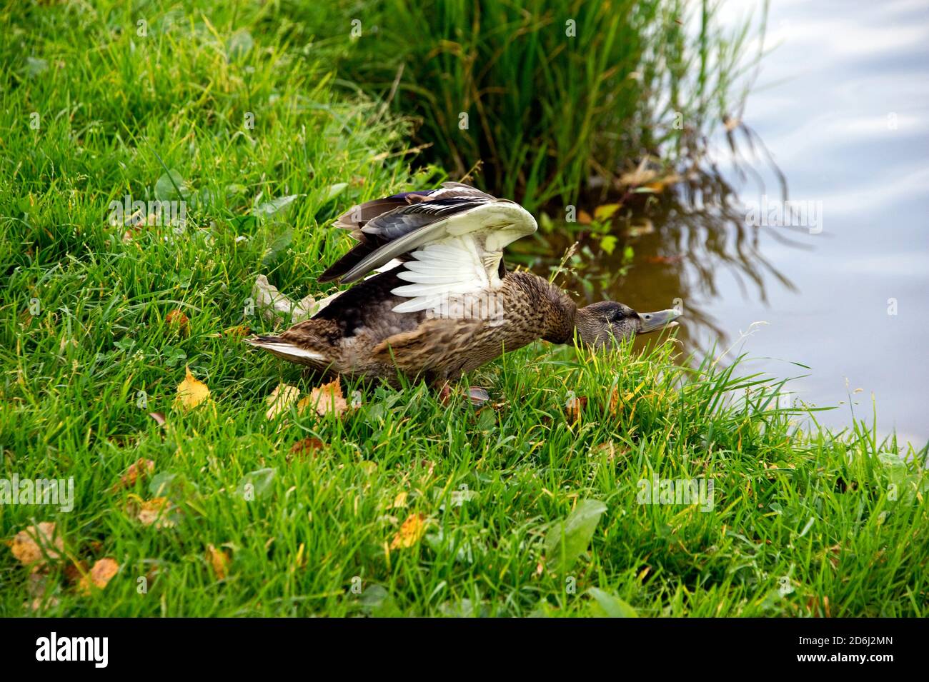 Beige duck hi-res stock photography and images - Alamy