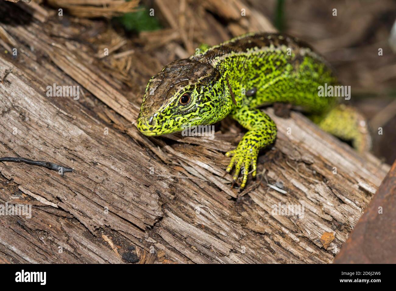 Male Sand lizard ( Lacerta agilis) in the raised bog, Bavaria, Germany ...