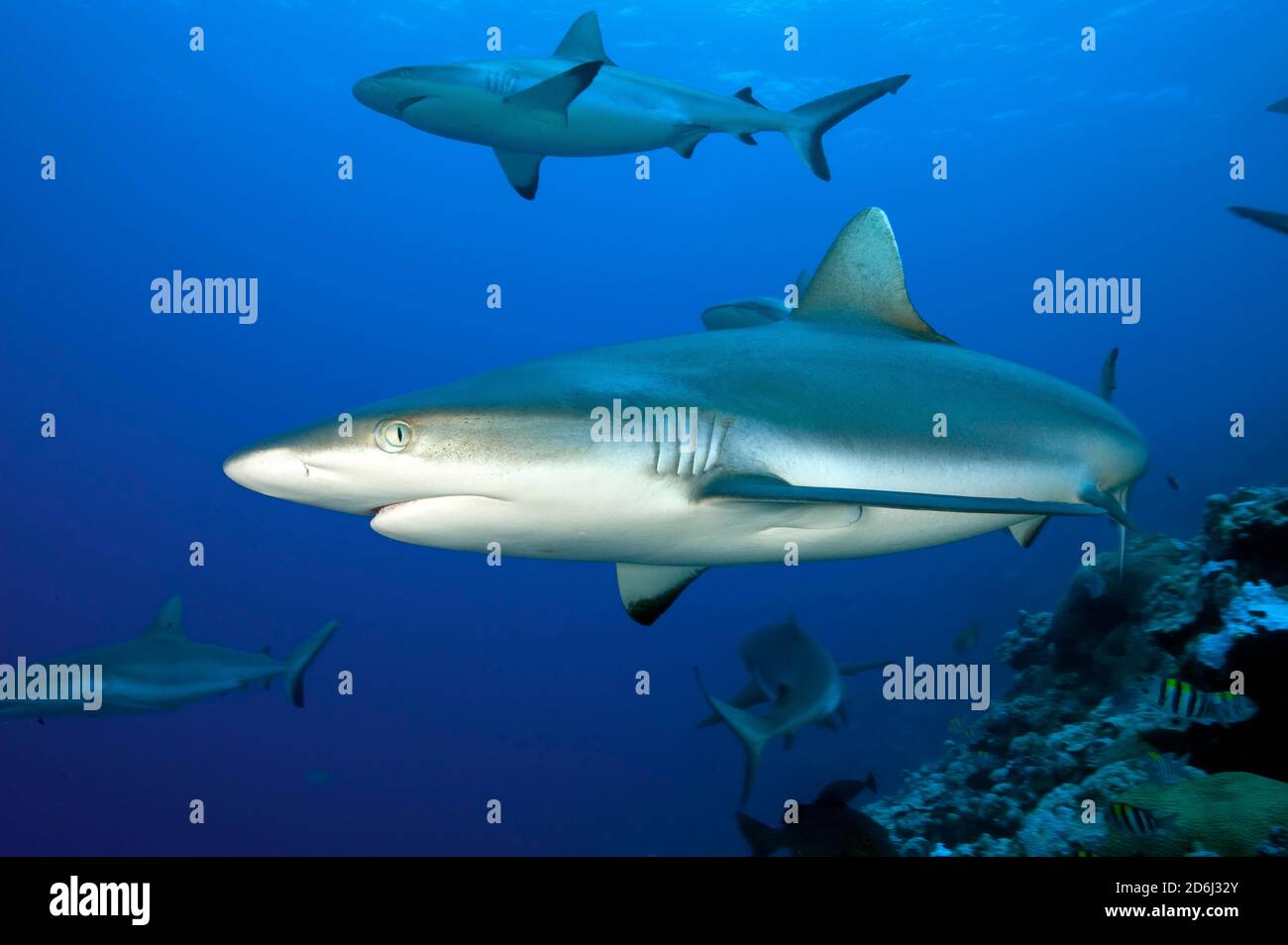 Grey reef shark ( Carcharhinus amblyrhynchos) Pacific Ocean Stock Photo ...