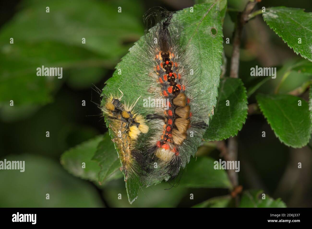Rusty Tussock Moth (Orgyia antiqua) caterpillar freshly skinned with ...