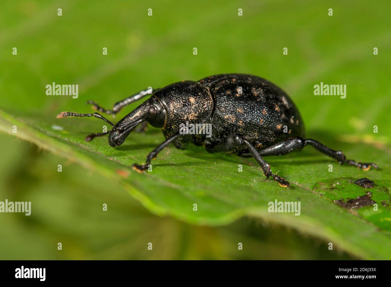 Liparus germanus hi-res stock photography and images - Alamy