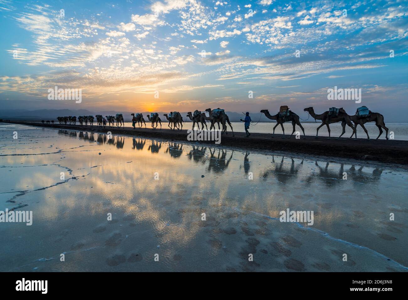Camels loaded with rock salt slabs walk at sunset through a salt lake ...
