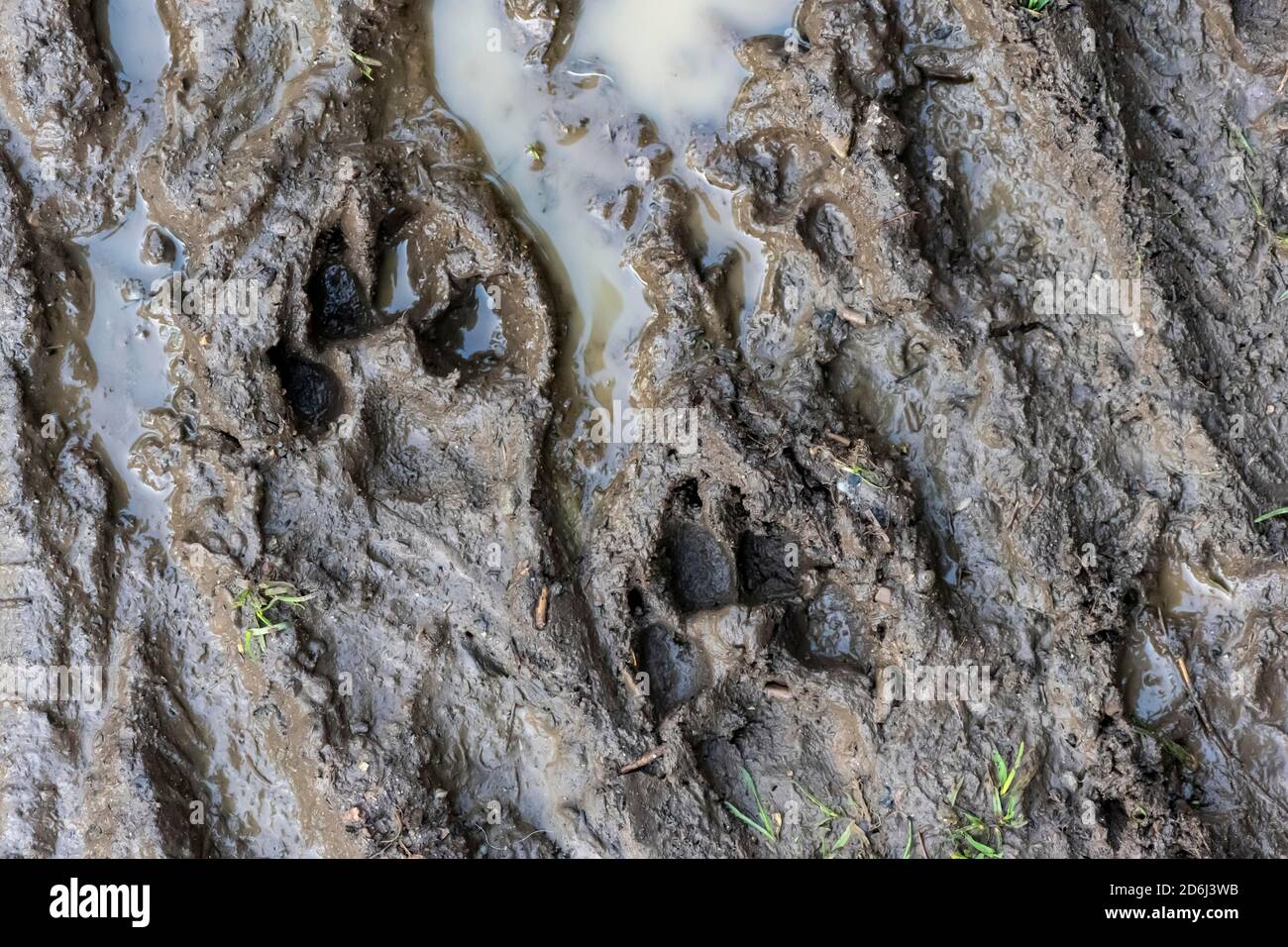Trail of a dogs paw in the mud hi-res stock photography and images - Alamy