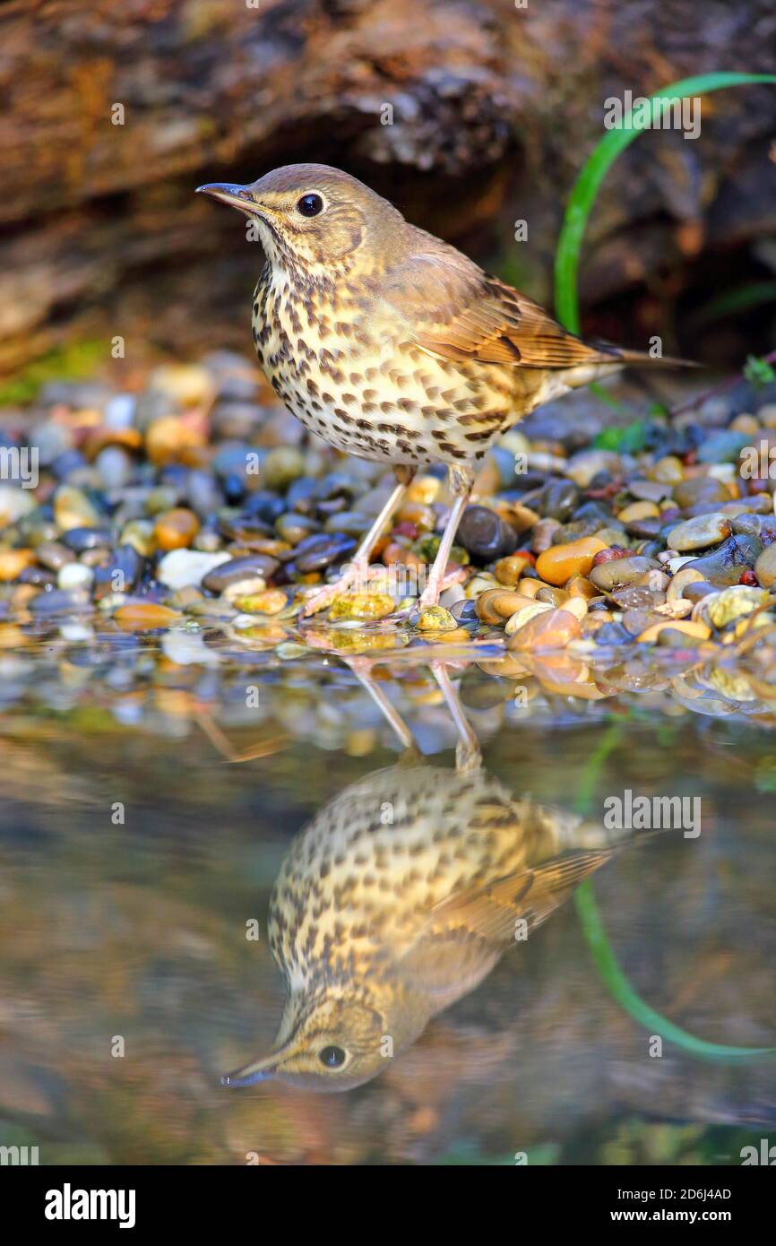 Song thrush turdus philomelos in shallow water hi-res stock photography ...
