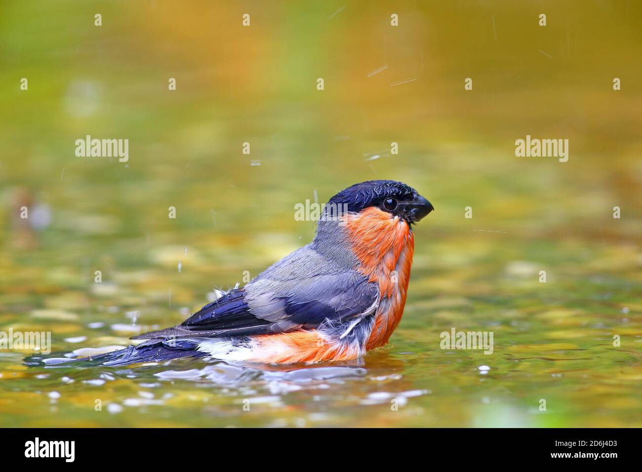 Eurasian bullfinch (Pyrrhula pyrrhula) or , male bathes in shallow ...