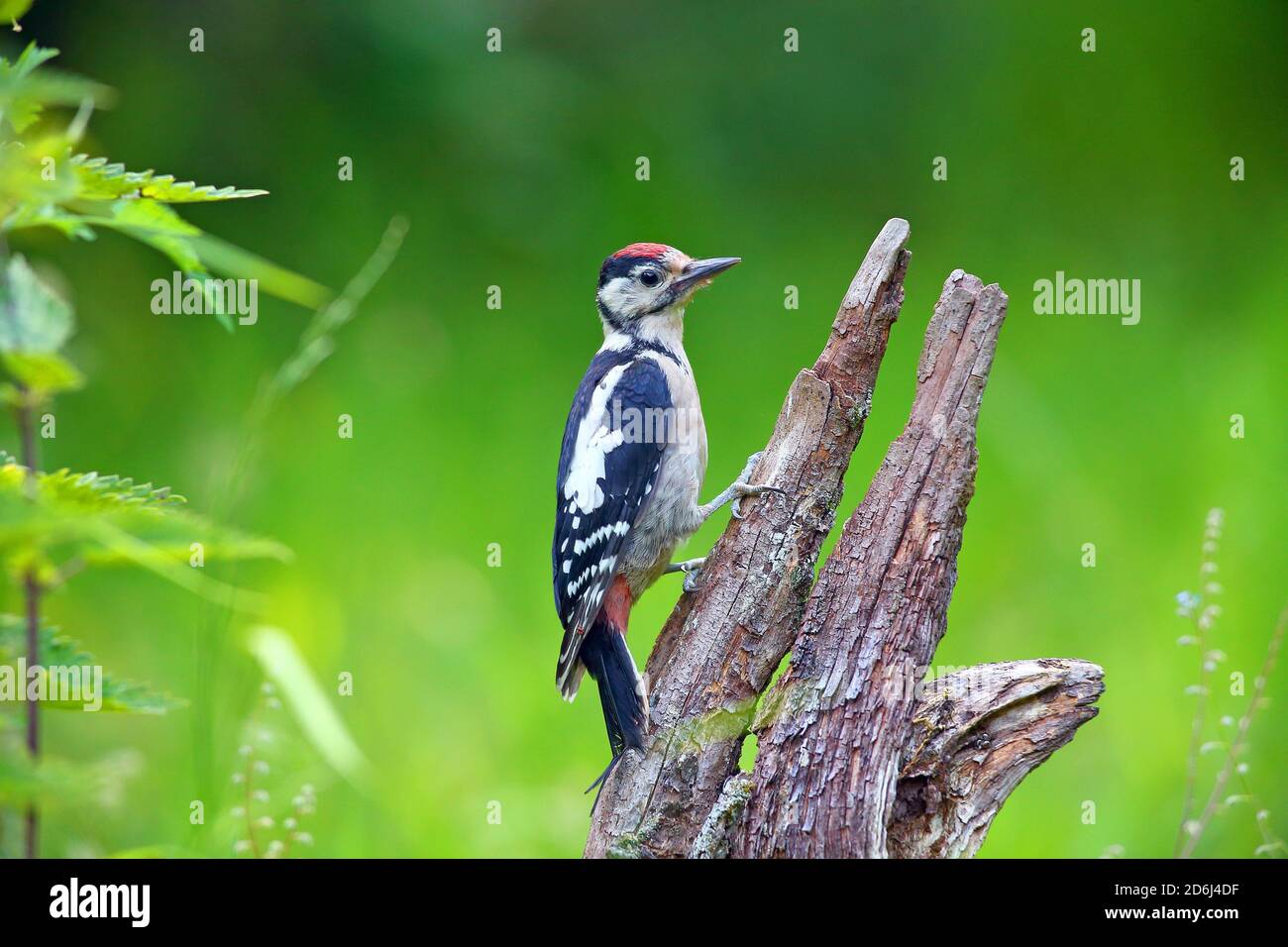 Great spotted woodpecker (Picoides major) young bird on a root, Solms ...