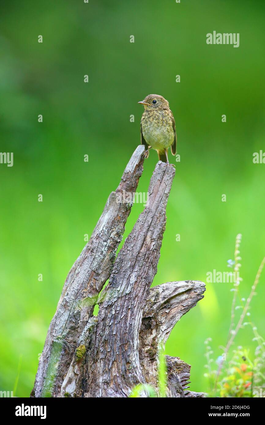 European robin (Erithacus rubecula) , Young bird on a root, Solms ...