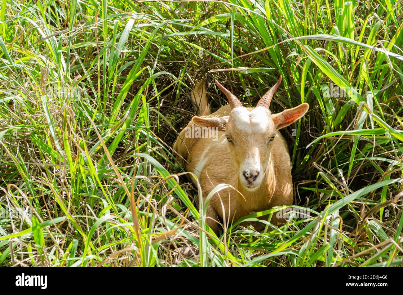 Alphine hi-res stock photography and images - Alamy