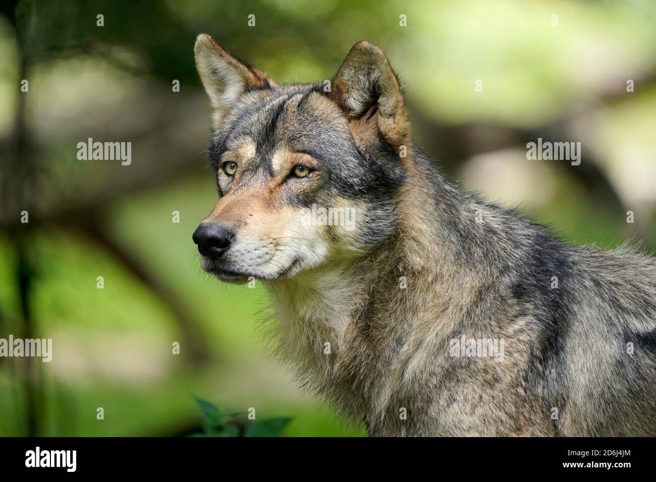 European Gray wolf (canis lupus), animal portrait, captive, France ...