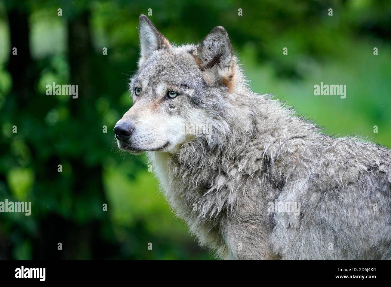 Canis lupus animal hi-res stock photography and images - Alamy