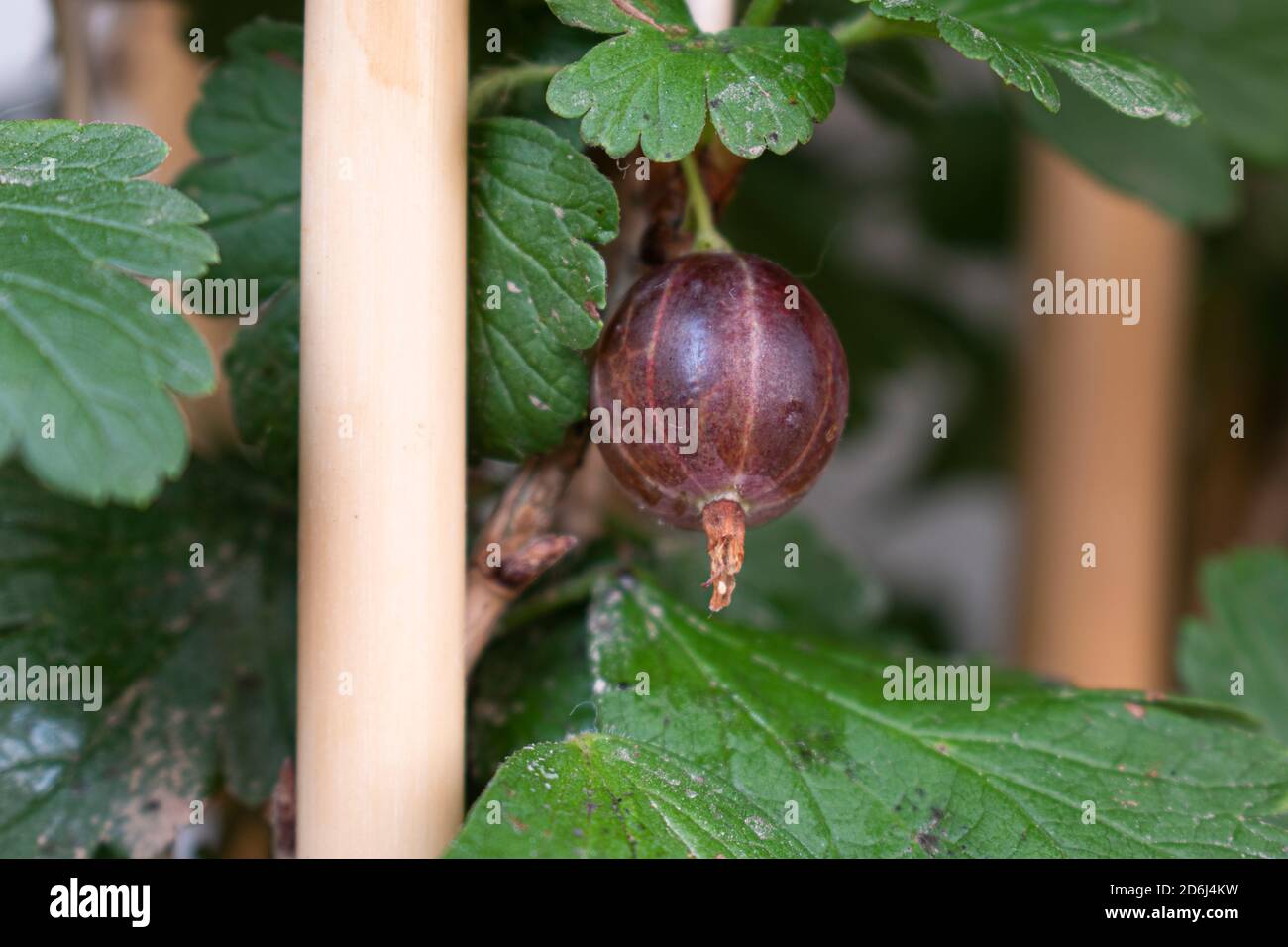One gooseberry (Ribes uva-crispa) growing among the leaves Stock Photo ...