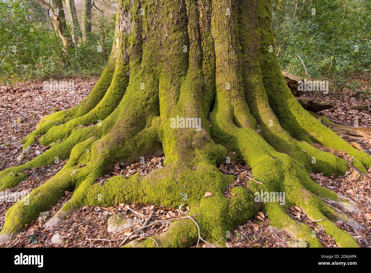Moss covered roots of an old beech fagus sylvatica hi-res stock ...