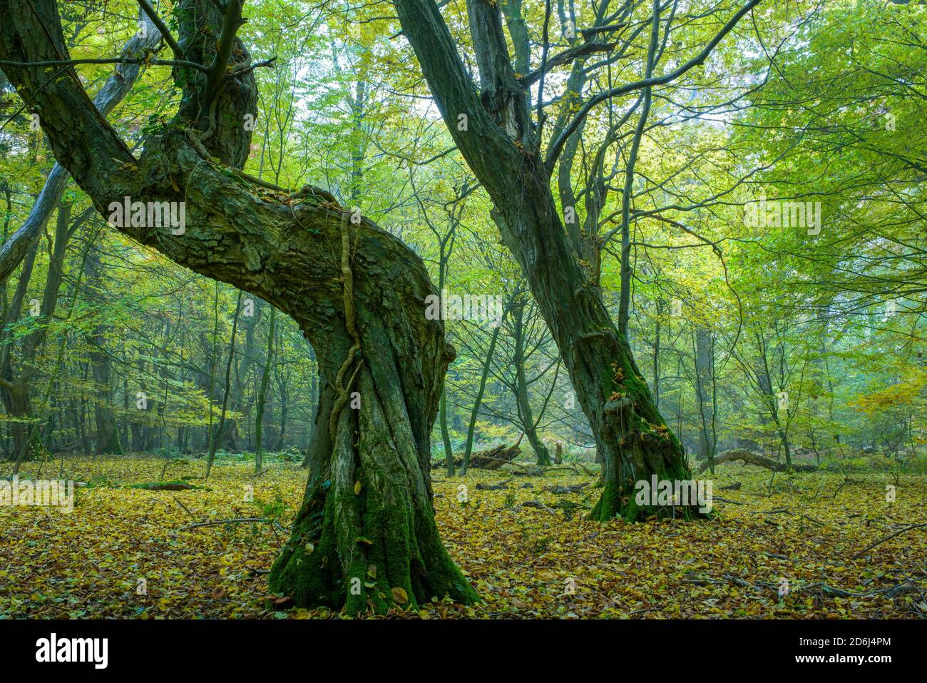 Beech forest and crater ponds hi-res stock photography and images - Alamy