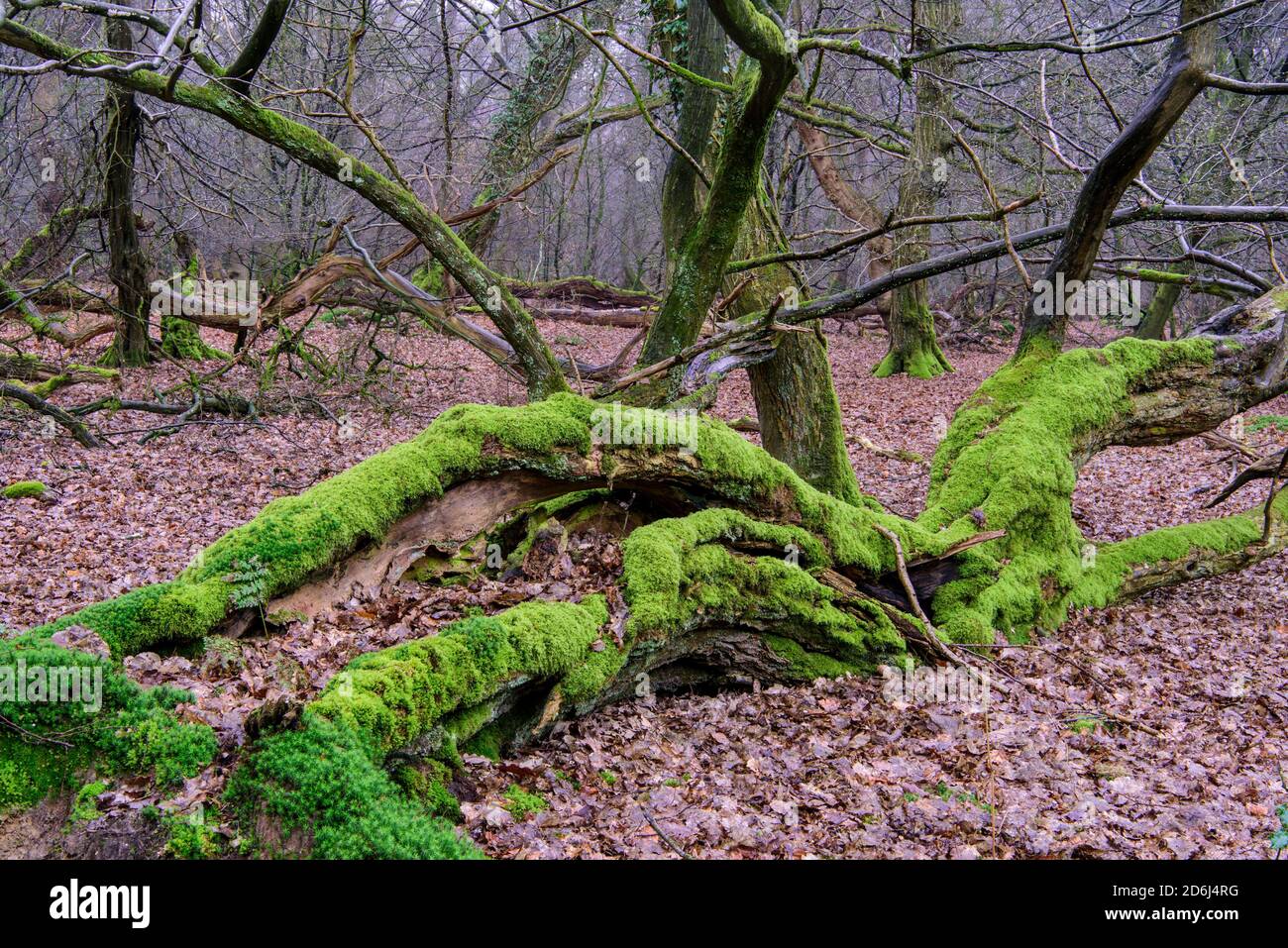 Jungle floor hi-res stock photography and images - Alamy