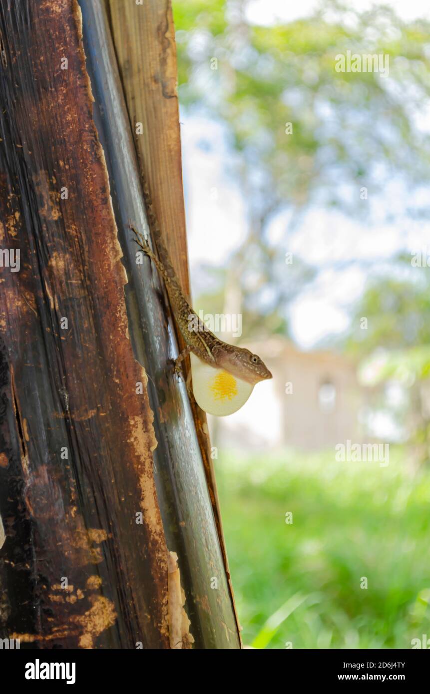 Anole Lizard Protracting Its Dewlap Stock Photo - Alamy