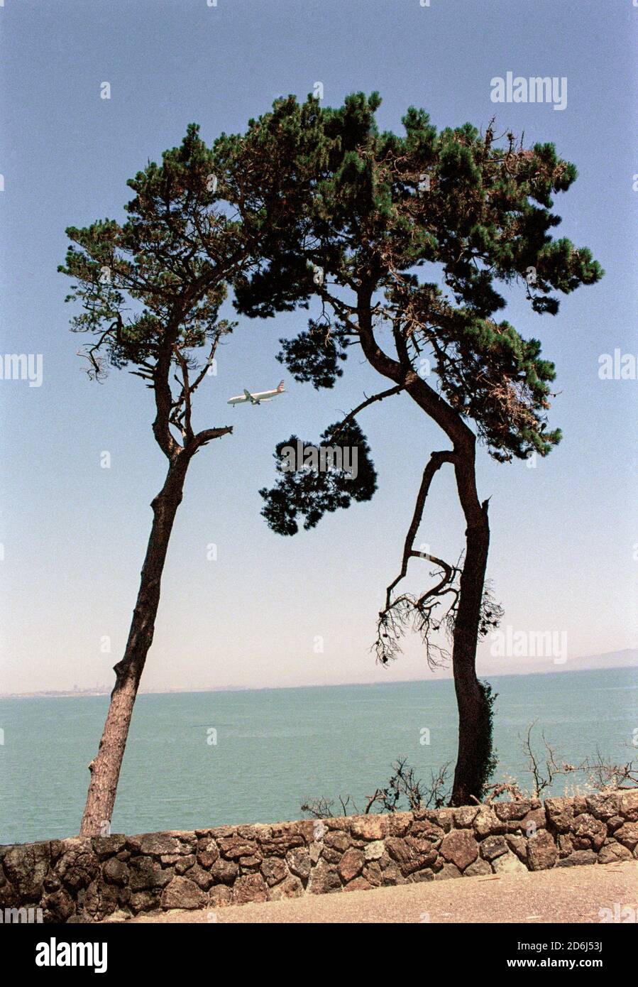 Airplane viewed between Two Trees Stock Photo - Alamy