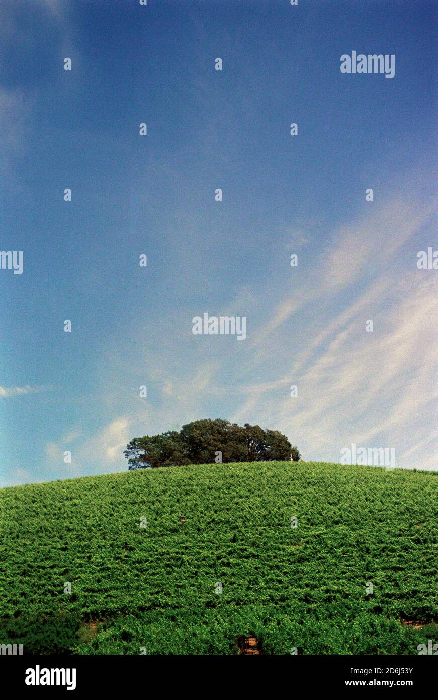 Vineyard Tree Tops Stock Photo - Alamy