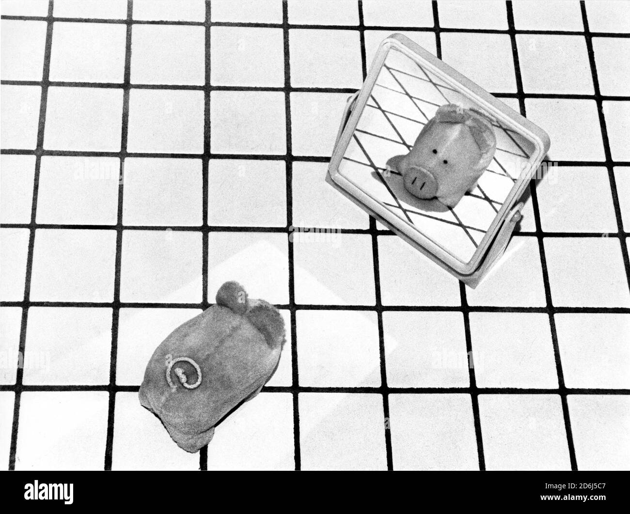 Pig sees himself in the mirror hi-res stock photography and images - Alamy