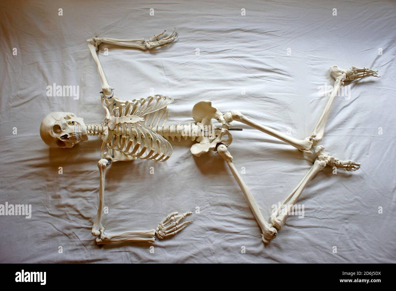 Human skeleton lies in unusual posture on a sheet hi-res stock ...
