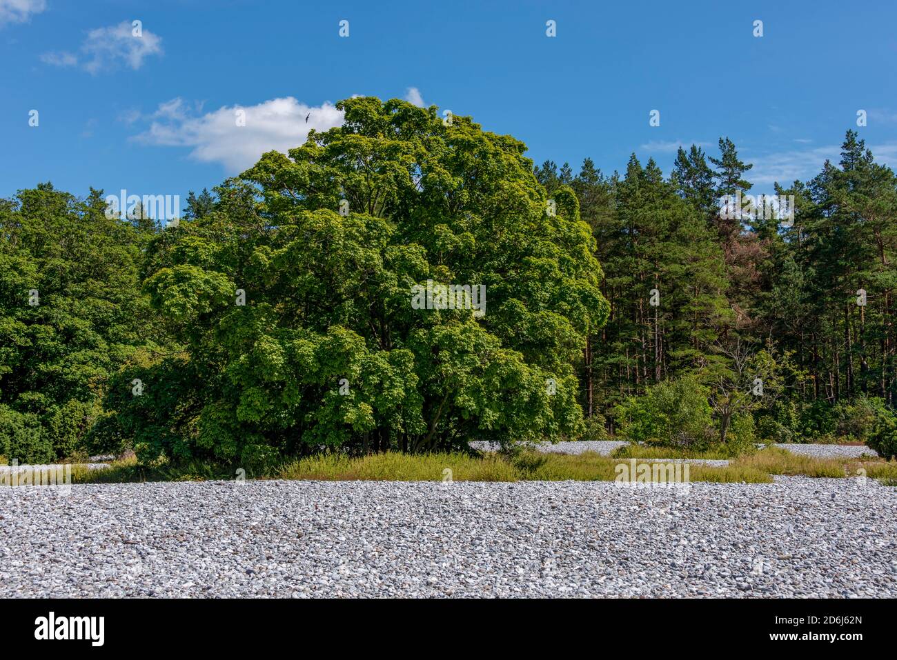 Flintstone fields on the island of Ruegen between Mukran and Prora ...