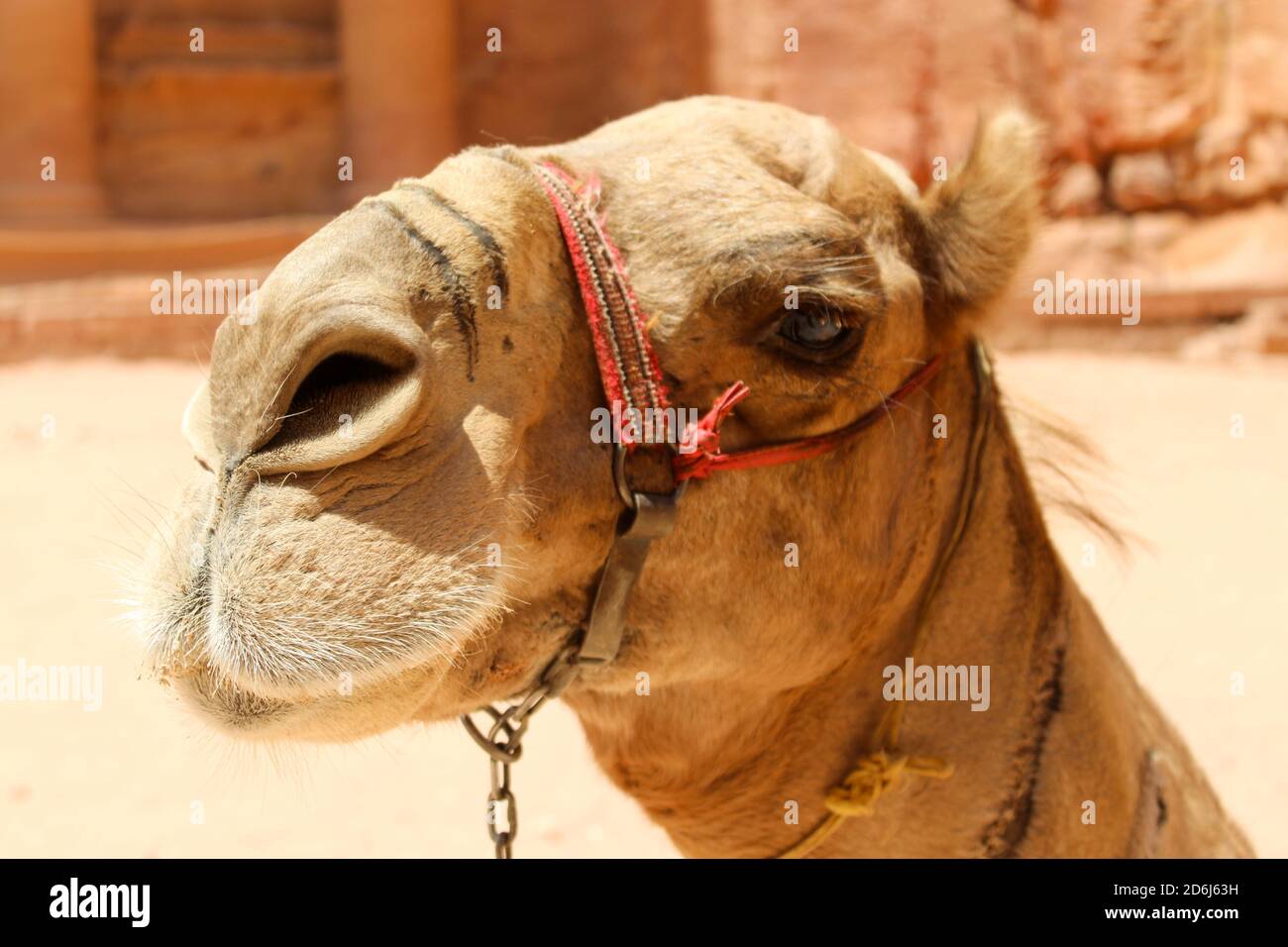 Closeup of a camel's nose and mouth, nostrils closed to keep out sand ...