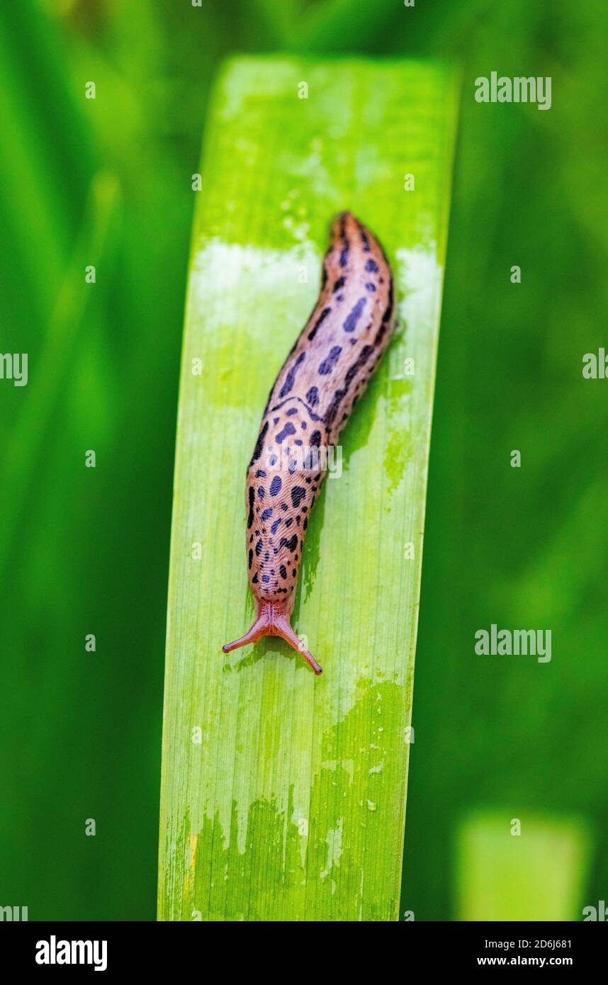 Great grey slug hi-res stock photography and images - Alamy