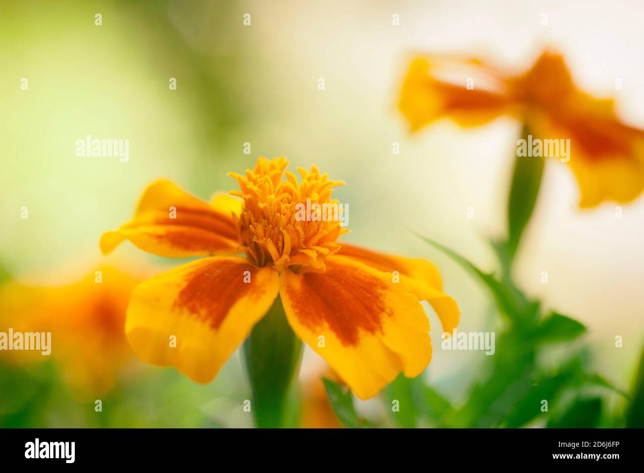 Beautiful marigold flowers hi-res stock photography and images - Alamy
