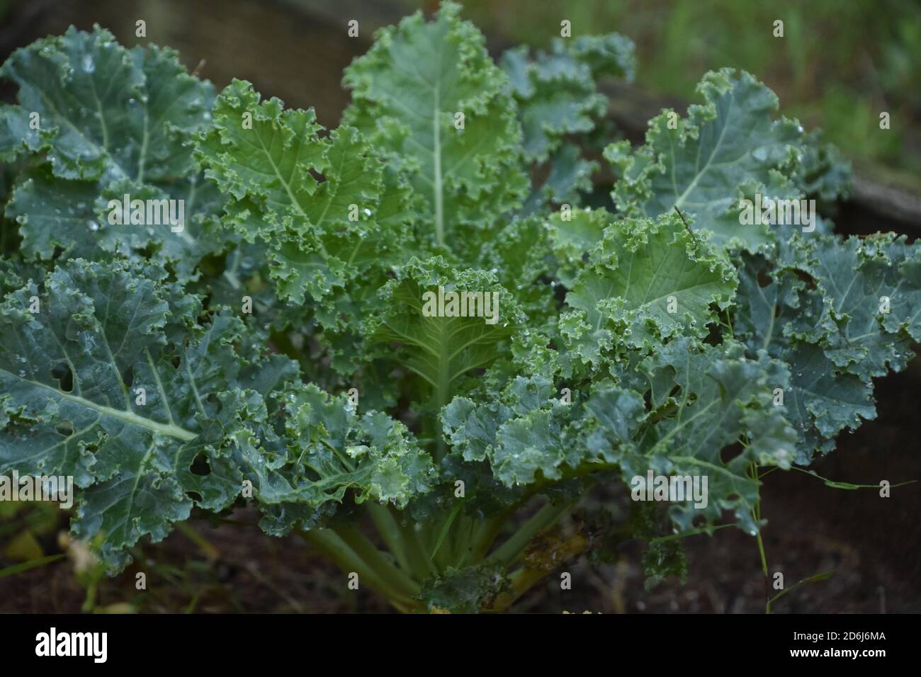 Vegetable garden with leafy green kale growing Stock Photo - Alamy