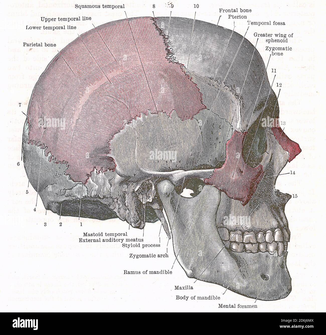 Dissection of the human head - side of skull;; from an early 20th ...