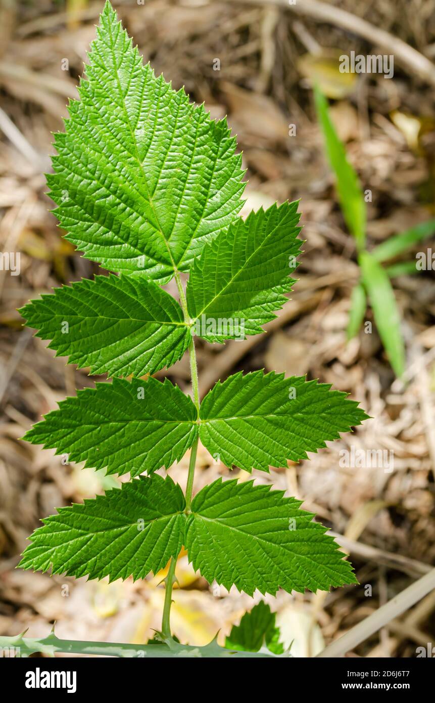 Compound pinnate hi-res stock photography and images - Alamy