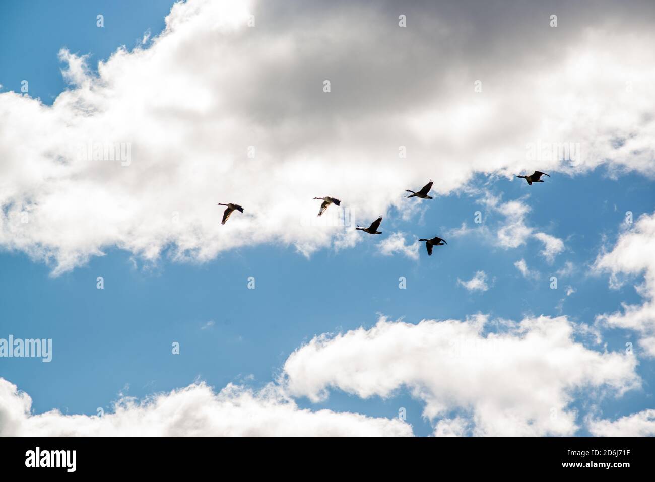 Free Fall Feather High Resolution Stock Photography and Images - Alamy
