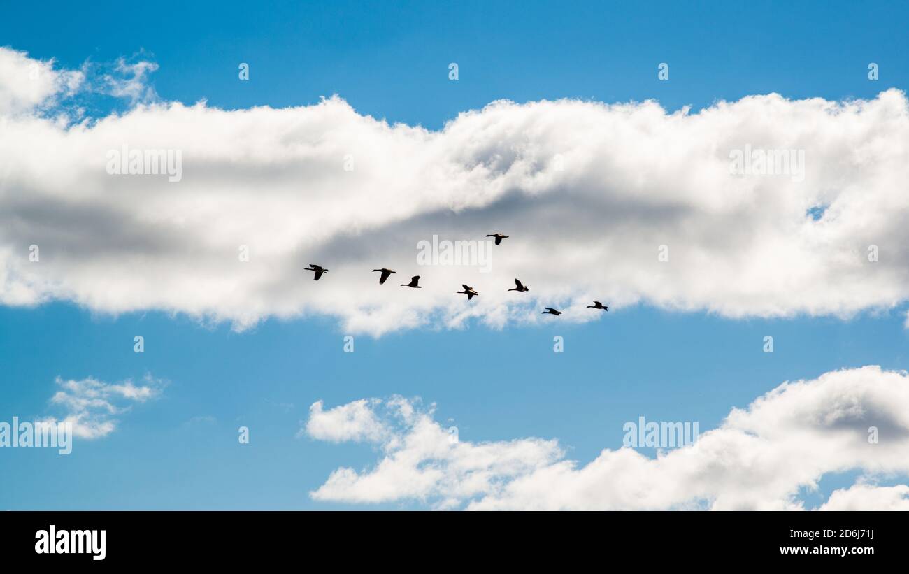 North south migration birds hi-res stock photography and images - Alamy